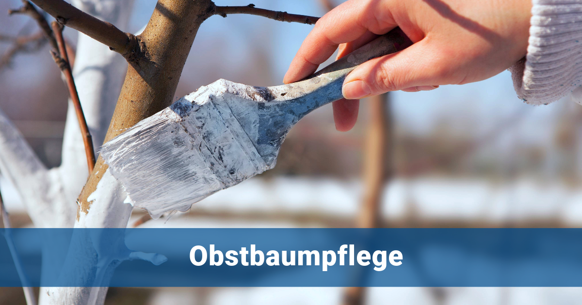 Obstbaumpflege